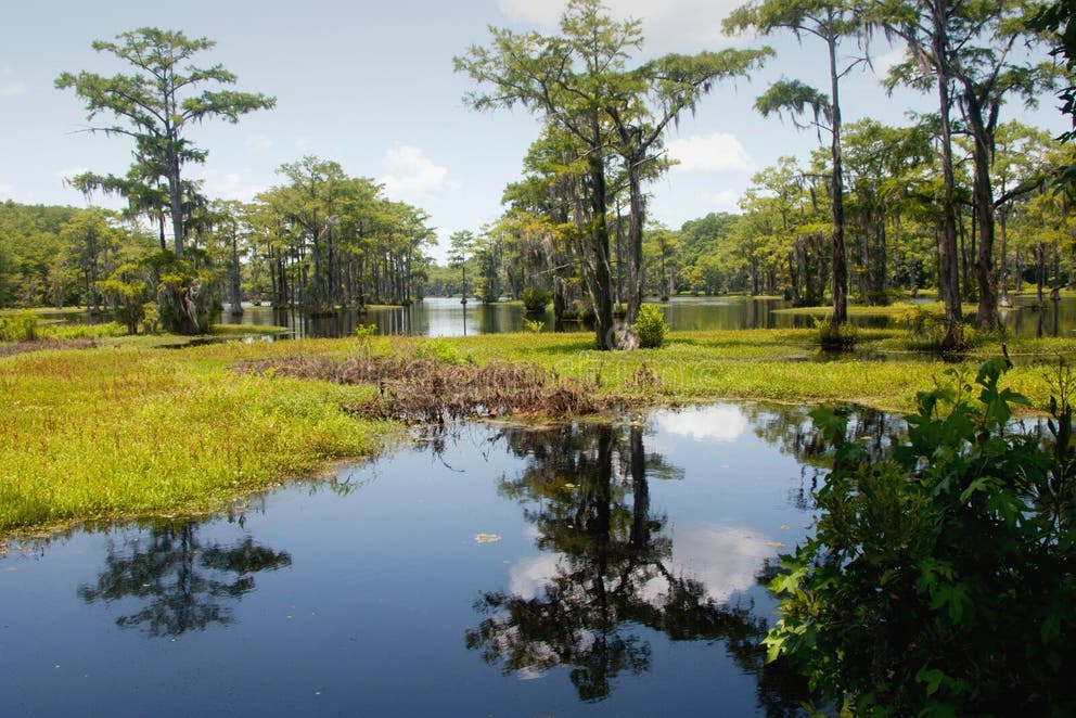 Swamp with Blue Sky and Blue Water Stock Photo - Image of water, swamp ...