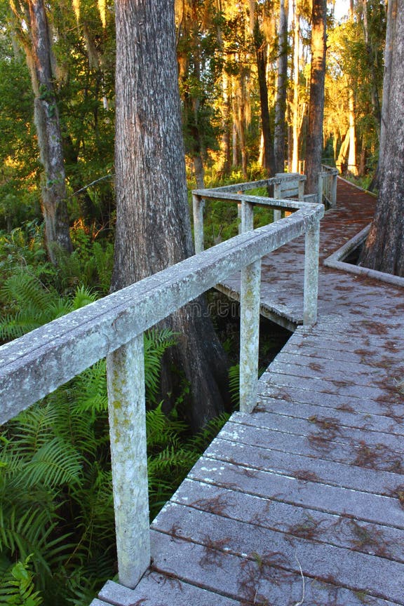 Swamp Boardwalk - Florida stock photo. Image of boardwalk - 18730046