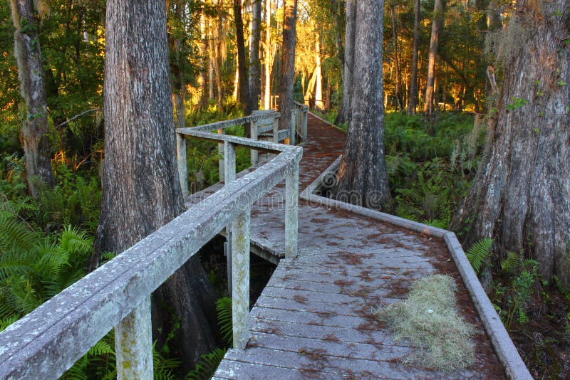 Swamp Boardwalk in Florida stock photo. Image of environmental - 42251216