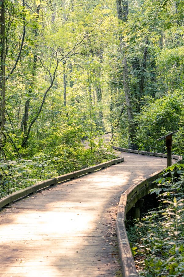 Swamp Boardwalk stock image. Image of swamp, grass, explore - 154651933