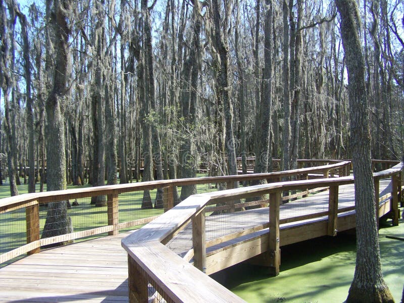 Swamp Bog Walk stock image. Image of sitesee, vacations - 99629709