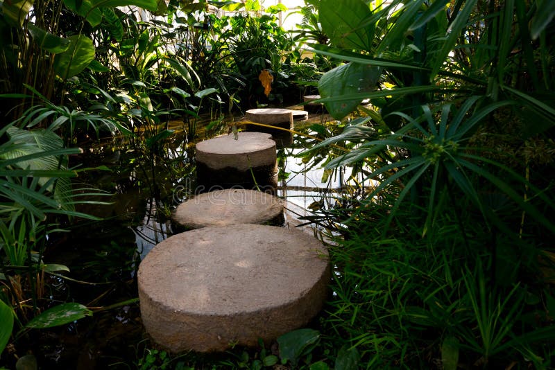 Into SWAMP stock photo. Image of stream, england, walkway - 70311506