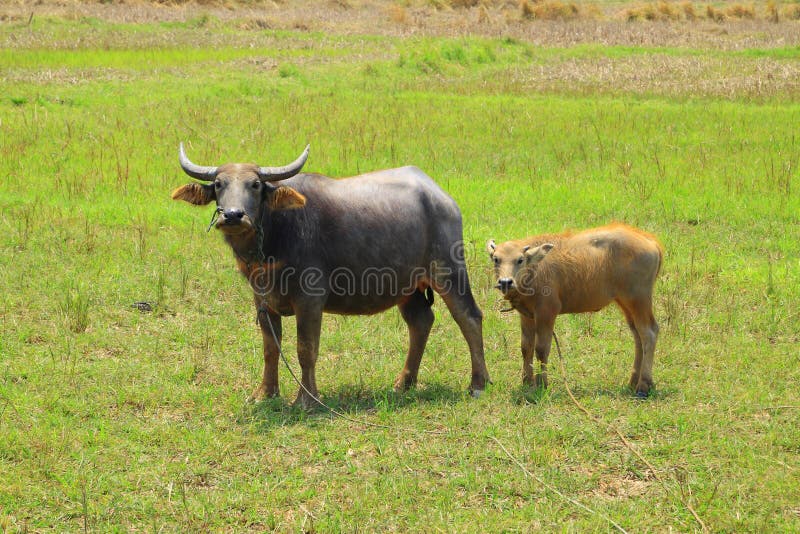 Swamp Buffalo, Asian, Thailand Stock Image - Image of country, rural ...