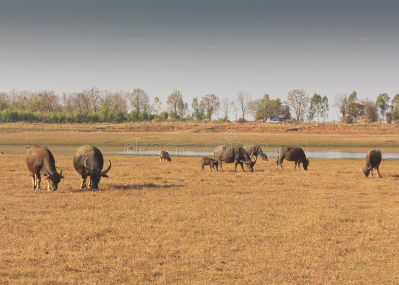 Swamp Buffalo, Asian, Thailand Stock Image - Image of horn, animal ...