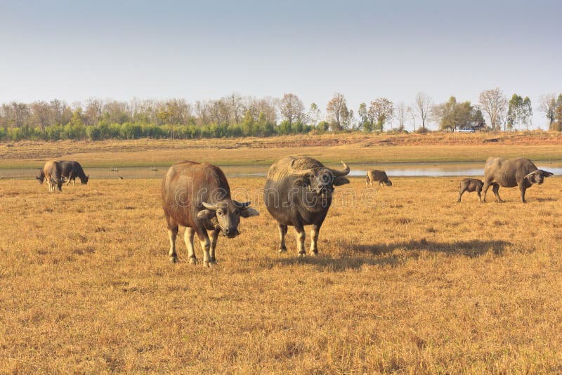 Swamp Buffalo, Asian, Thailand Stock Image - Image of grass, natural ...