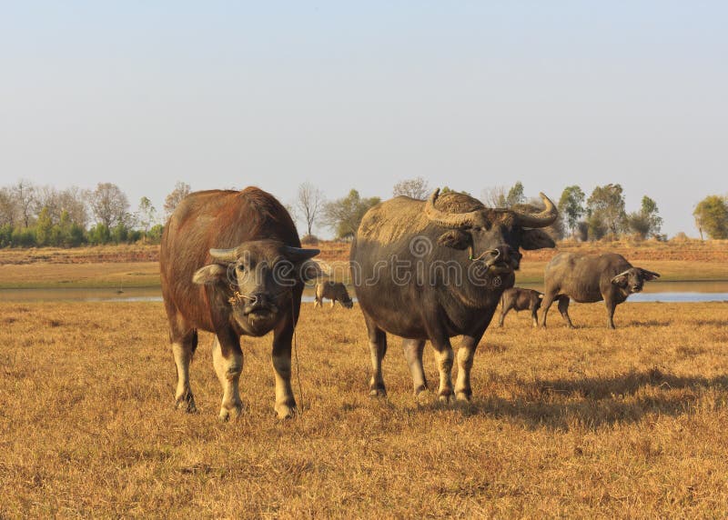 Swamp Buffalo, Asian, Thailand Stock Image - Image of buffalo, farming ...
