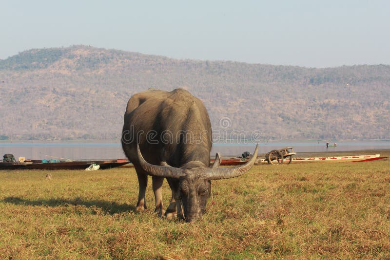 Swamp Buffalo, Asian, Thailand Stock Image - Image of grass, natural ...