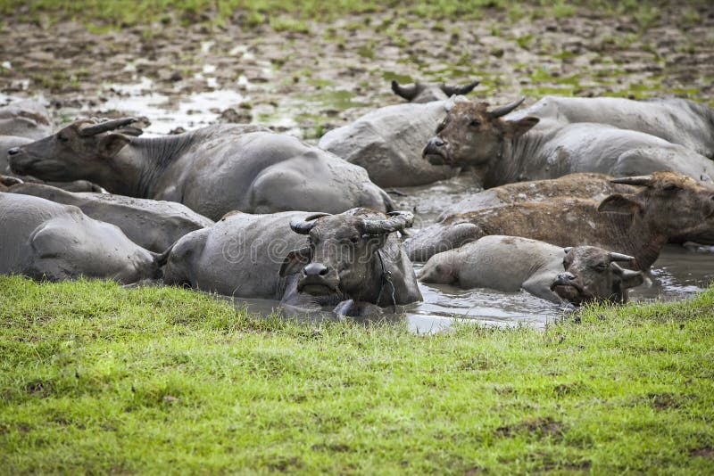 Swamp buffalo stock photo. Image of rice, view, grazing - 39998334