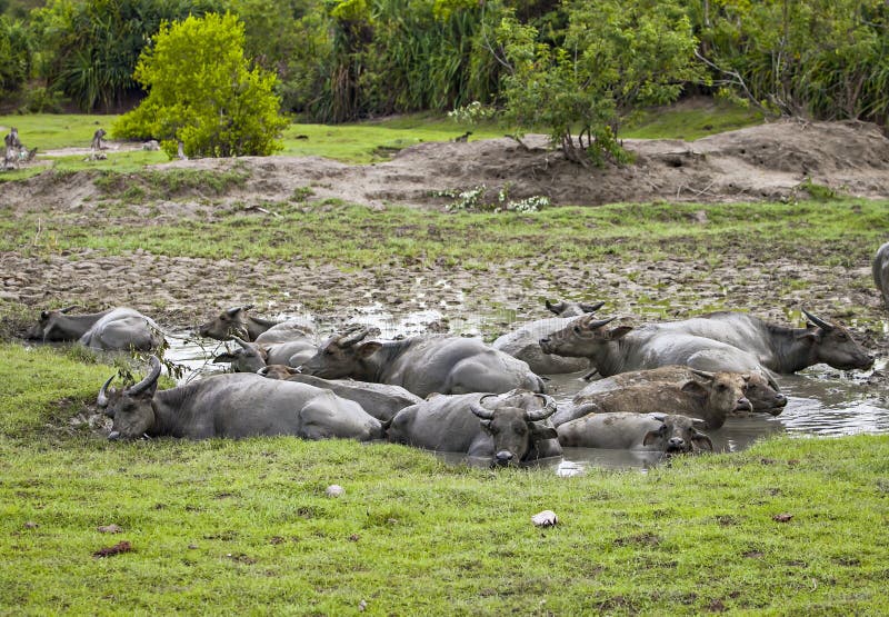Swamp buffalo stock image. Image of thai, farm, green - 24650347