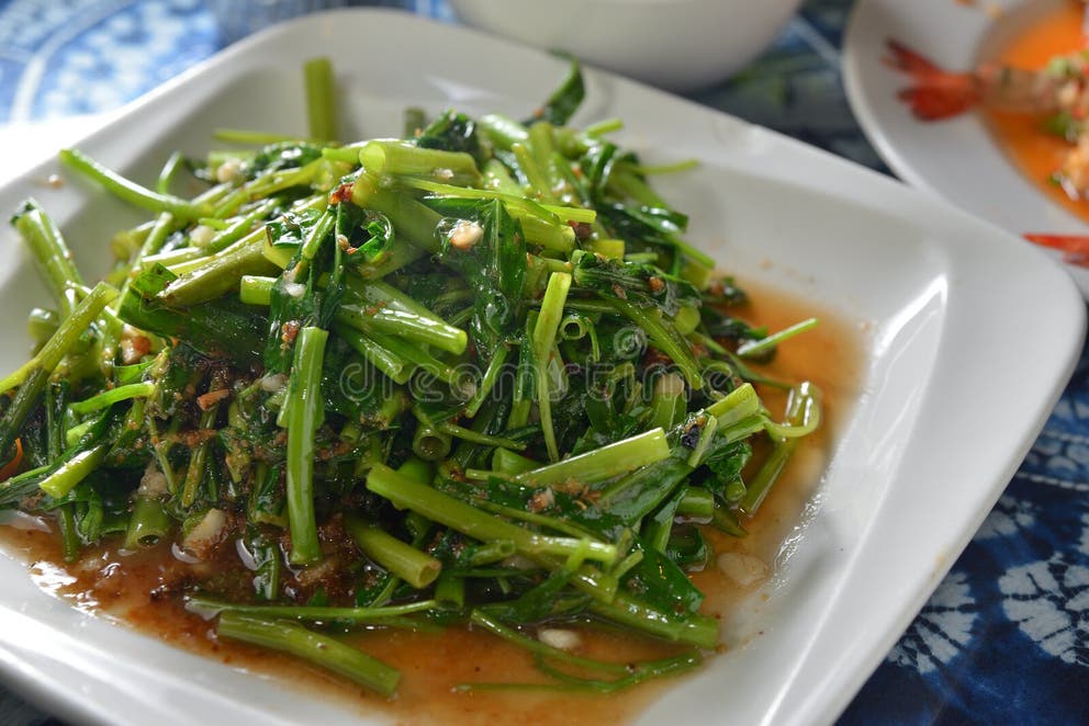 Swamp cabbage seedling stock image. Image of closeup - 91637875