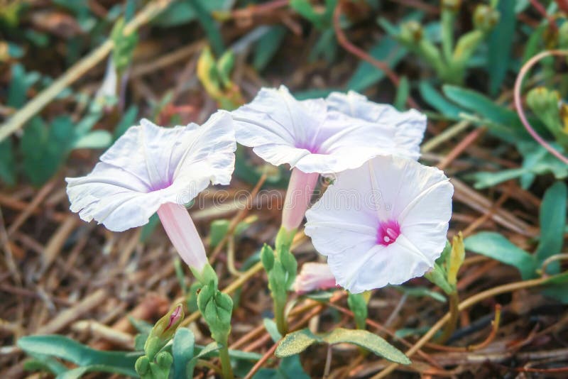 Swamp Cabbge or Water Morning Glory Flower in Sunny Stock Image - Image ...