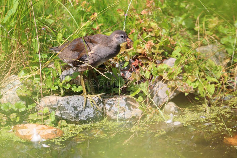 Swamp chicken stock image. Image of grass, swamp, rock - 55660381
