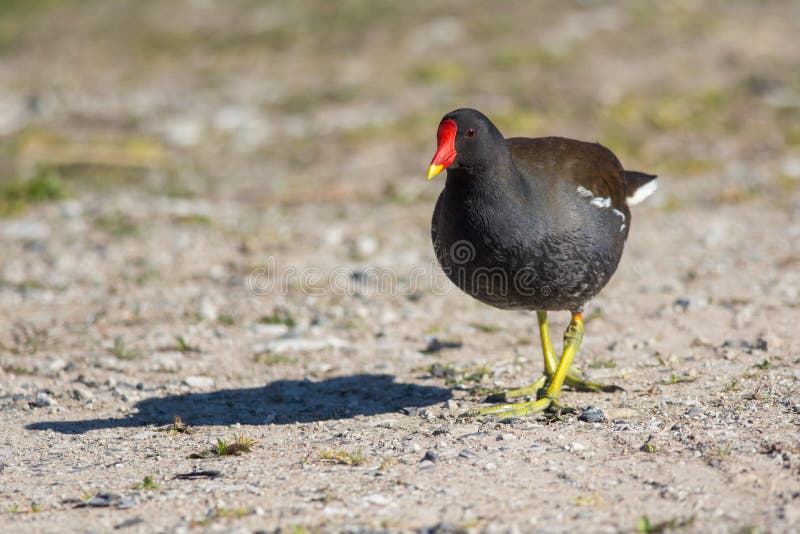 Swamp chicken stock photo. Image of black, gallinule - 126047148