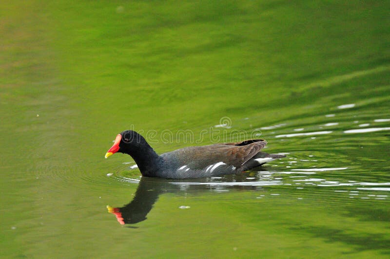 Swamp chicken stock image. Image of bird, moorhen, water - 72586875