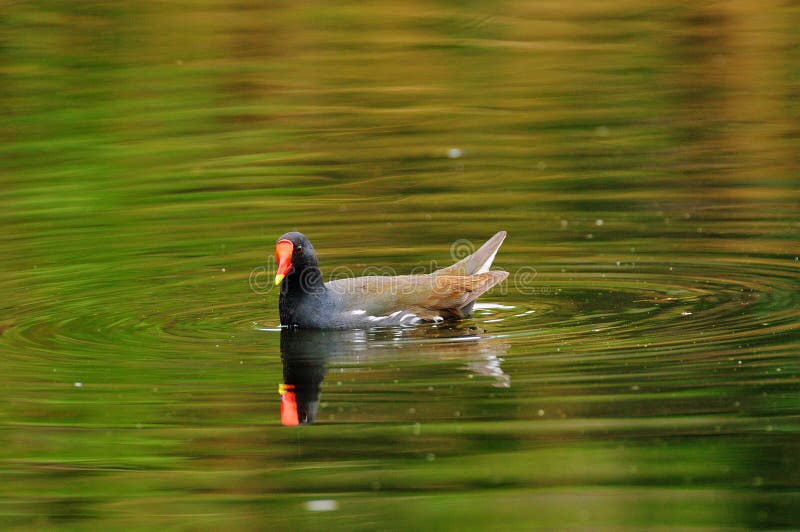 Swamp chicken stock image. Image of nature, chicken, moorhen - 72586859