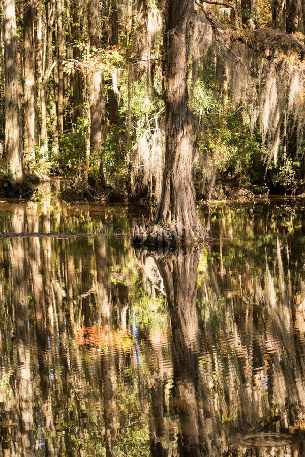 Swamp stock image. Image of forest, soggy, gardens, green - 80202277