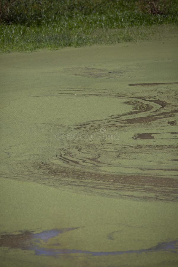 Close-Up of Swamp Surface stock photo. Image of ecotourism - 140334862