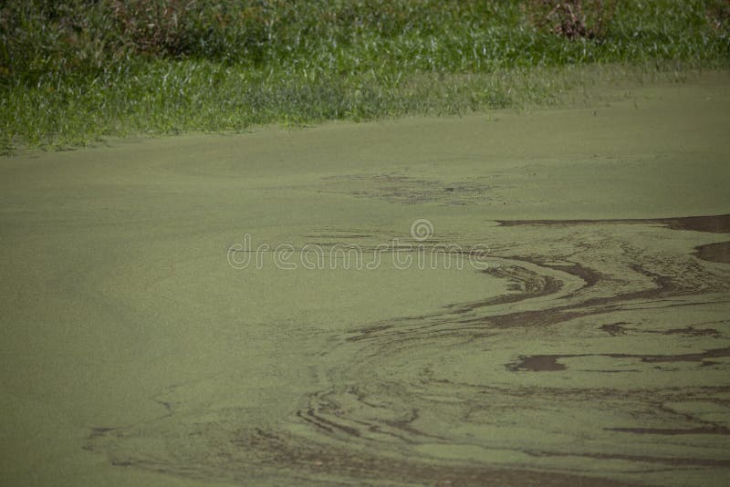 Close-Up of Swamp Surface stock photo. Image of growth - 140334866