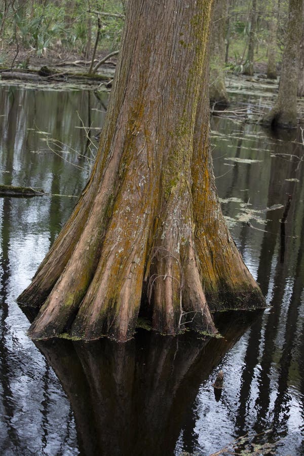 Tree Base in Shallow Swamp stock photo. Image of base - 140334876