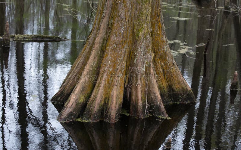 Tree Base in Shallow Swamp stock image. Image of calming - 140334913