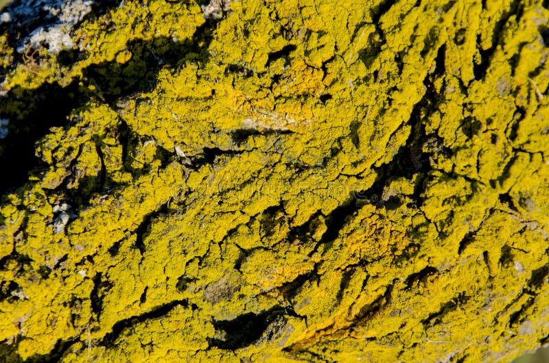 Swamp stock image. Image of scenery, wild, scenic, landscape - 41171801