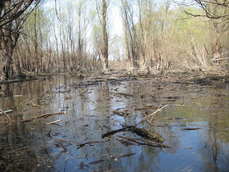 Mangrove swamp tree line stock photo. Image of scene, horizon - 864390