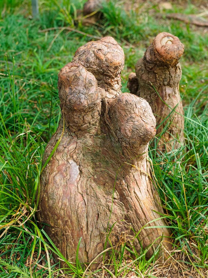 114 Knee Roots Stock Photos - Free & Royalty-Free Stock Photos from ...