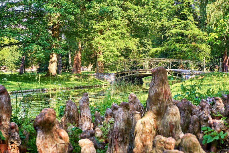 Swamp Cypress Aerial Roots in the Park by the River with Blue Sky and ...