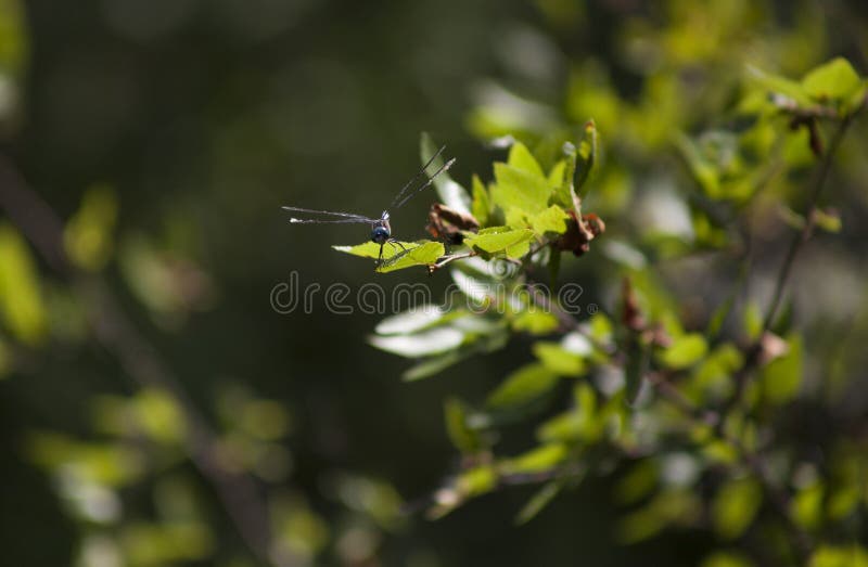 Swamp Darner Dragonfly stock photo. Image of insect - 140334924