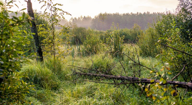 Swamp greenery stock image. Image of trees, plants, green - 77012249