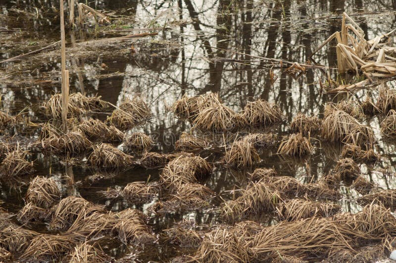 A Swamp with Dead Last Year S Grass Stock Image - Image of dirty ...