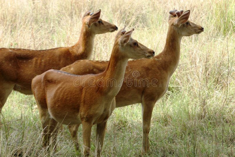Swamp dear barasinga stock image. Image of barasinga - 147983153