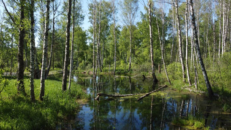 A swamp in a deep forest stock photo. Image of swamp - 235159080