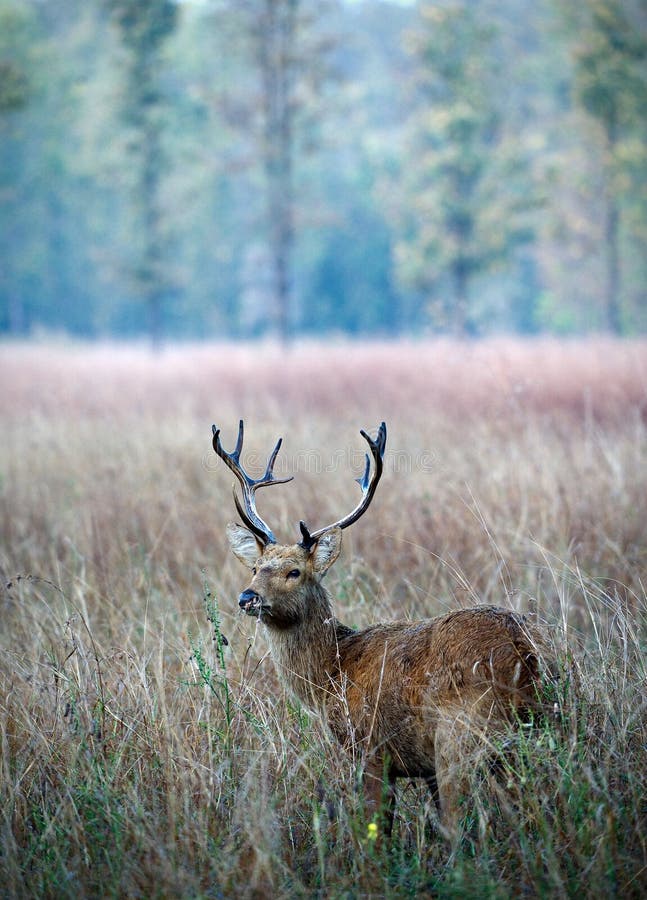 Swamp Deer. stock image. Image of barasingha, colour - 16570947