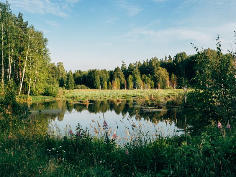 A Swamp among Dense Forest and Grass. Landscape on the Screen Saver ...