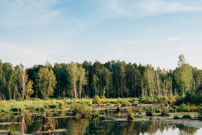 A Swamp among Dense Forest and Grass. Landscape on the Screen Saver ...