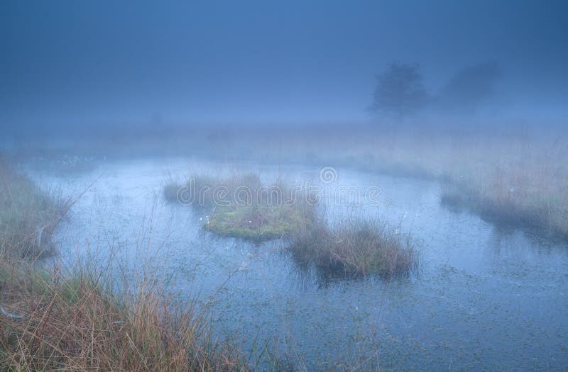 Swamp in dense morning fog stock image. Image of early - 40939945