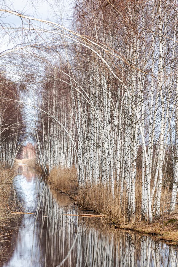 Swamp Ditch in Spring, Beautiful Reflections of Trees on the Surface of ...