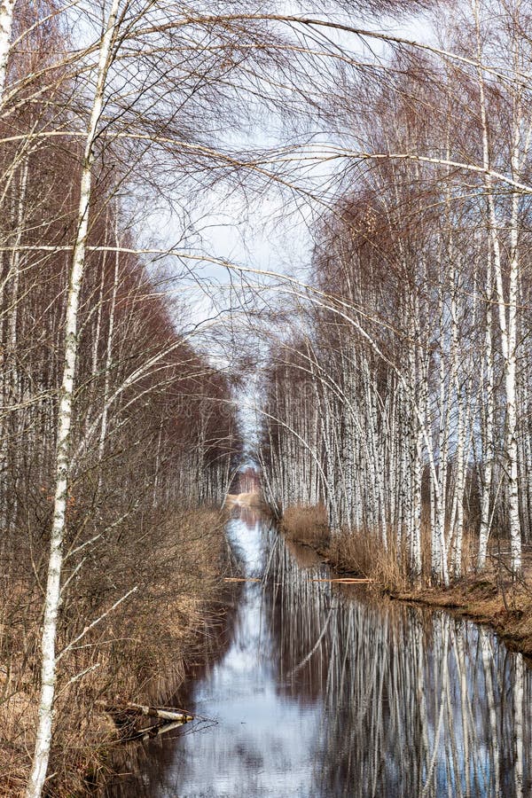 Swamp Ditch in Spring, Beautiful Reflections of Trees on the Surface of ...