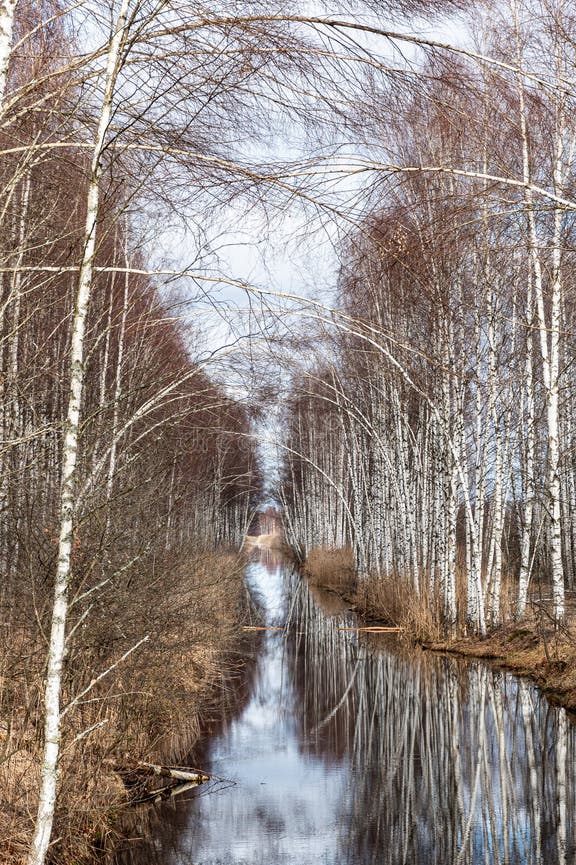 Swamp Ditch in Spring, Beautiful Reflections of Trees on the Surface of ...
