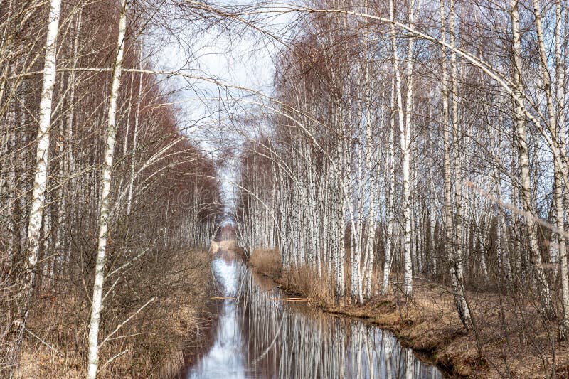 Swamp Ditch in Spring, Beautiful Reflections of Trees on the Surface of ...