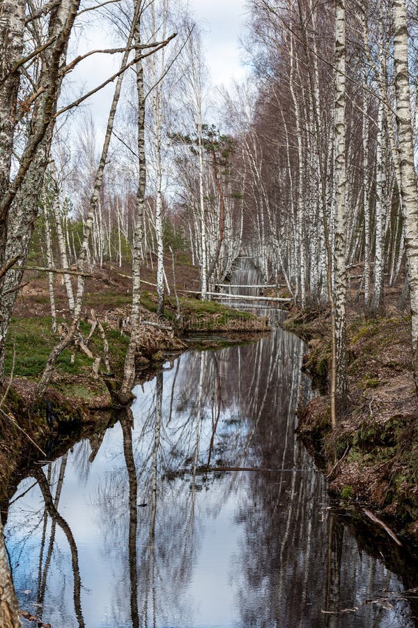 Swamp Ditch in Spring, Beautiful Reflections of Trees on the Surface of ...