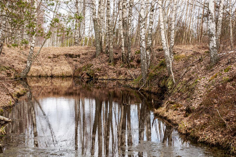 Swamp Ditch in Spring, Beautiful Reflections of Trees on the Surface of ...
