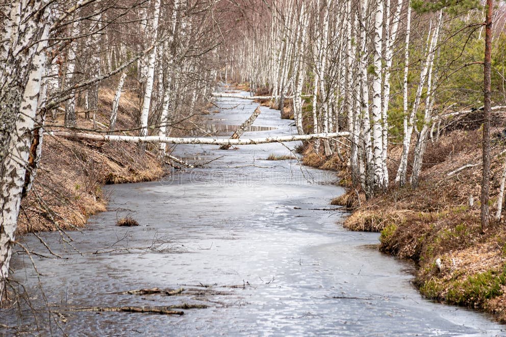Swamp Ditch in Spring, Beautiful Reflections of Trees on the Surface of ...