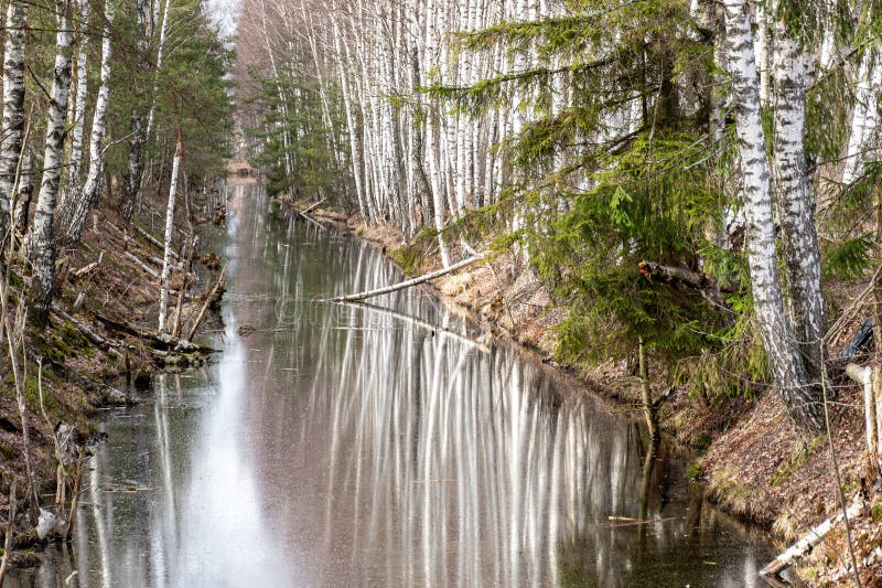 Swamp Ditch in Spring, Beautiful Reflections of Trees on the Surface of ...