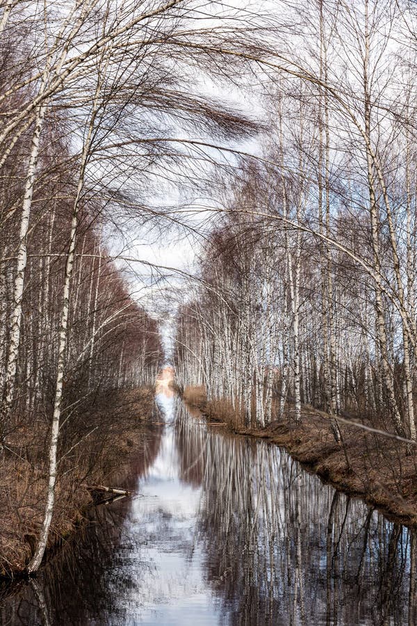 Swamp Ditch in Spring, Beautiful Reflections of Trees on the Surface of ...
