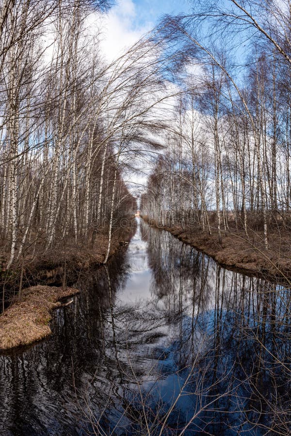 Swamp Ditch in Spring, Beautiful Reflections of Trees on the Surface of ...