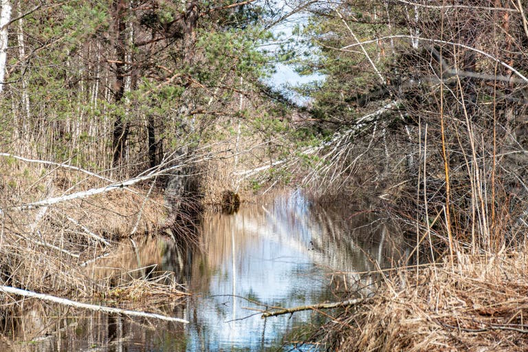 Swamp Ditch in Spring, Beautiful Reflections of Trees on the Surface of ...