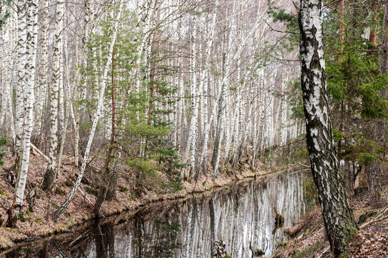 Swamp Ditch in Spring, Beautiful Reflections of Trees on the Surface of ...