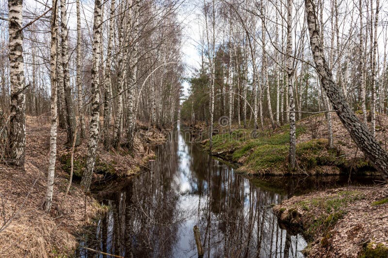 Swamp Ditch in Spring, Beautiful Reflections of Trees on the Surface of ...
